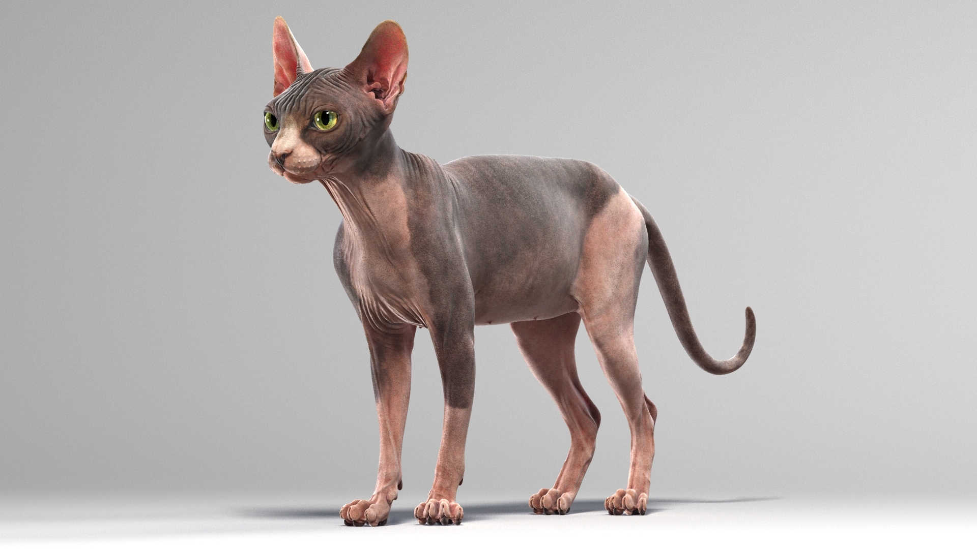 Sphynx cat animations 3D - TurboSquid 1430142