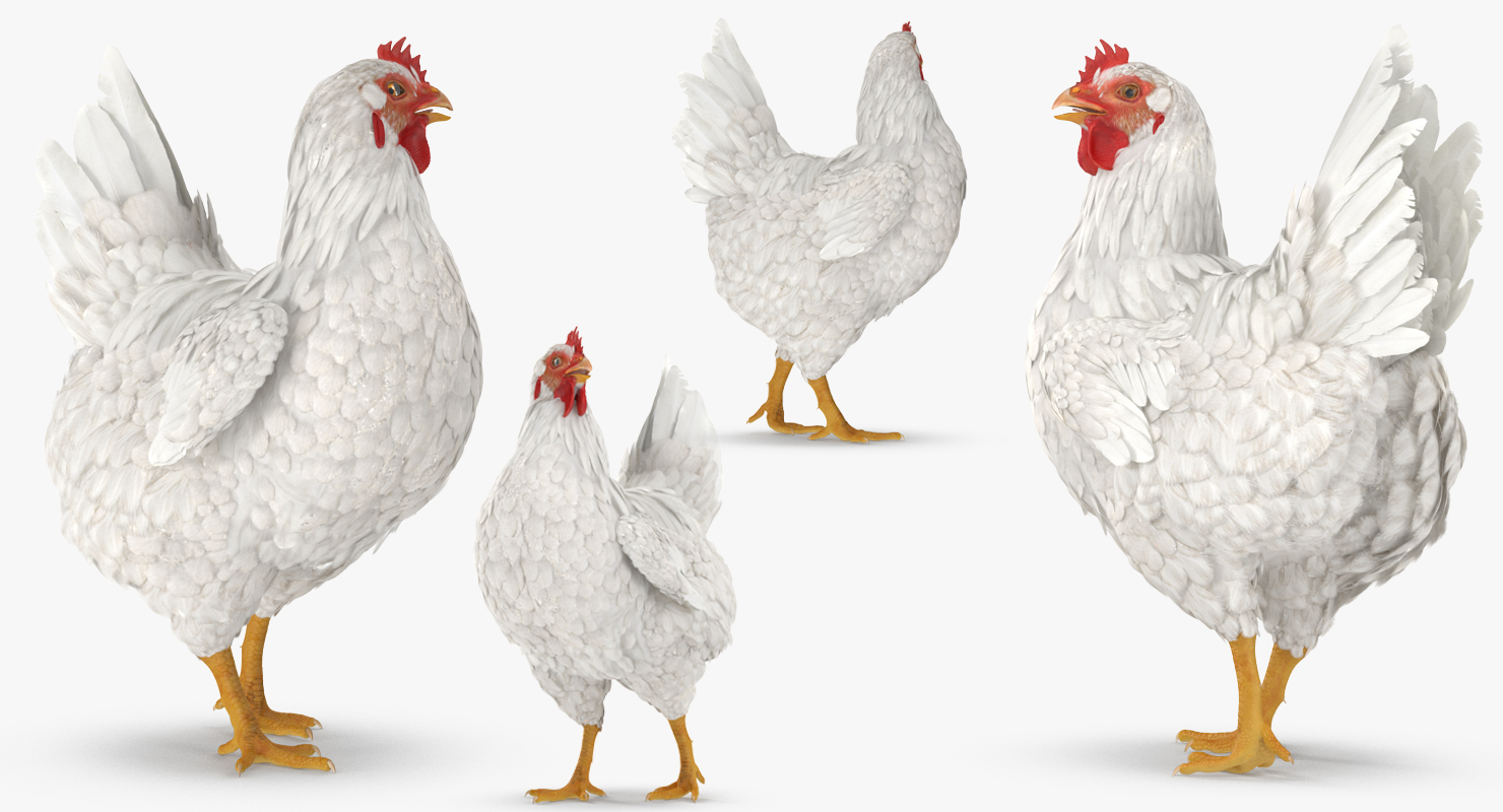 Rigged chickens 3D model - TurboSquid 1430477