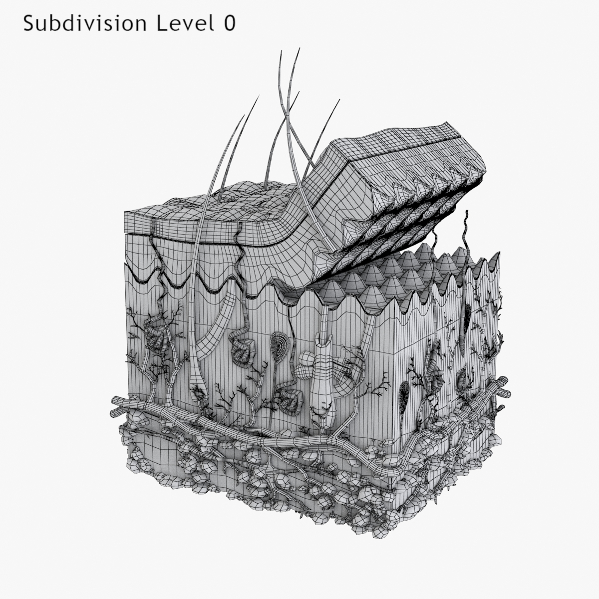 3D skin anatomy model - TurboSquid 1430488