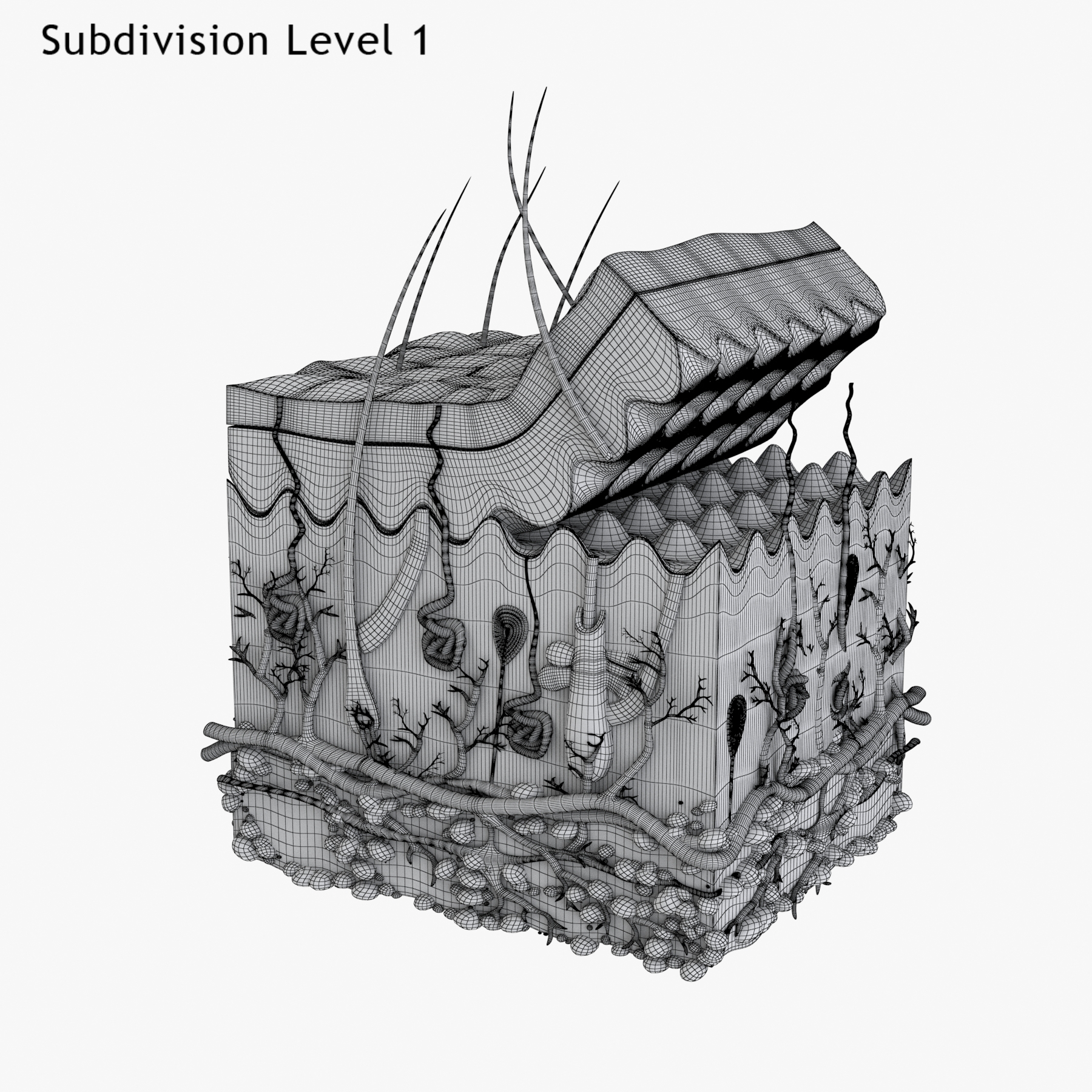 3D skin anatomy model - TurboSquid 1430488