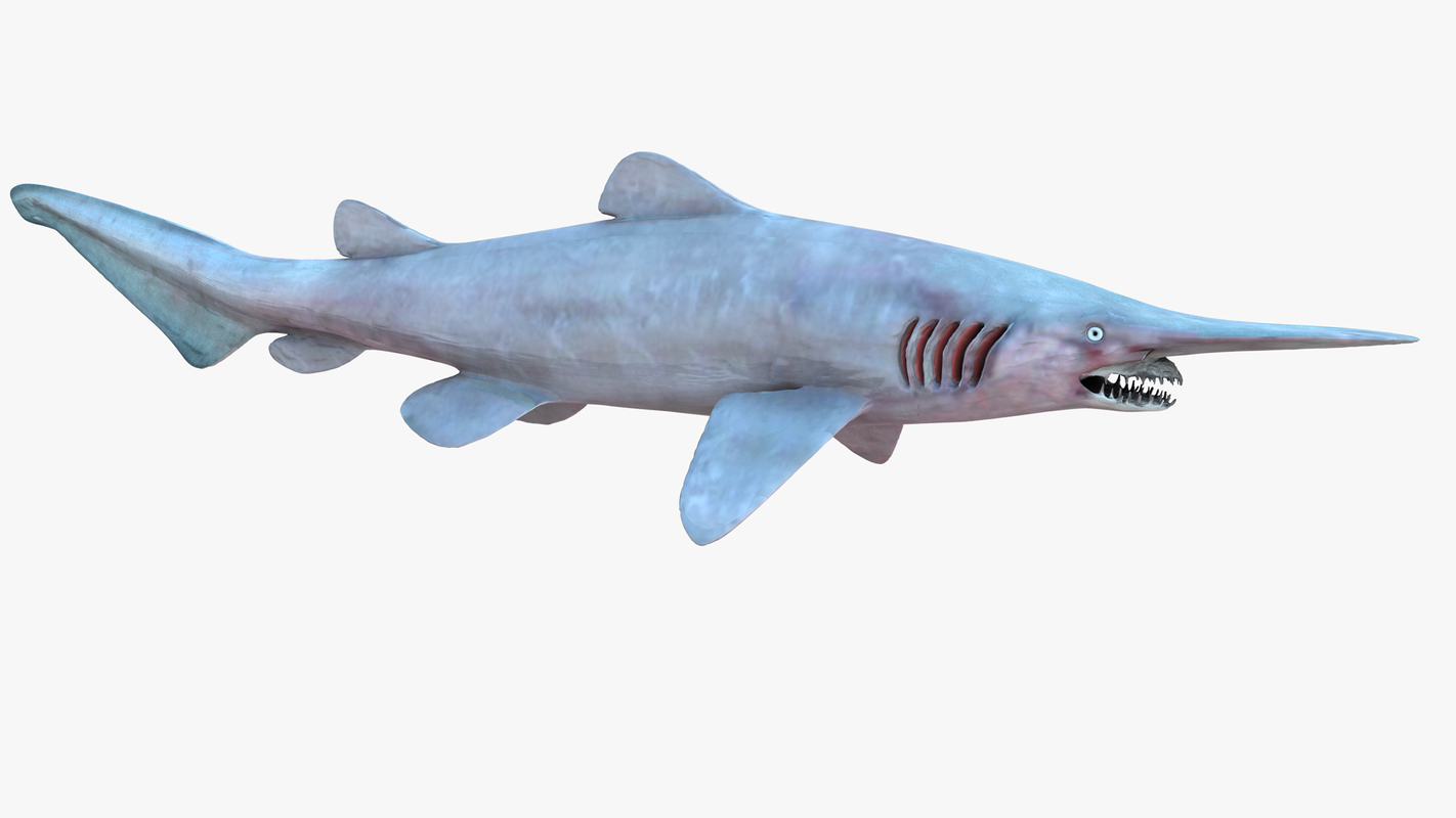 Koboldhai weiblich 3D-Modell - TurboSquid 1035832