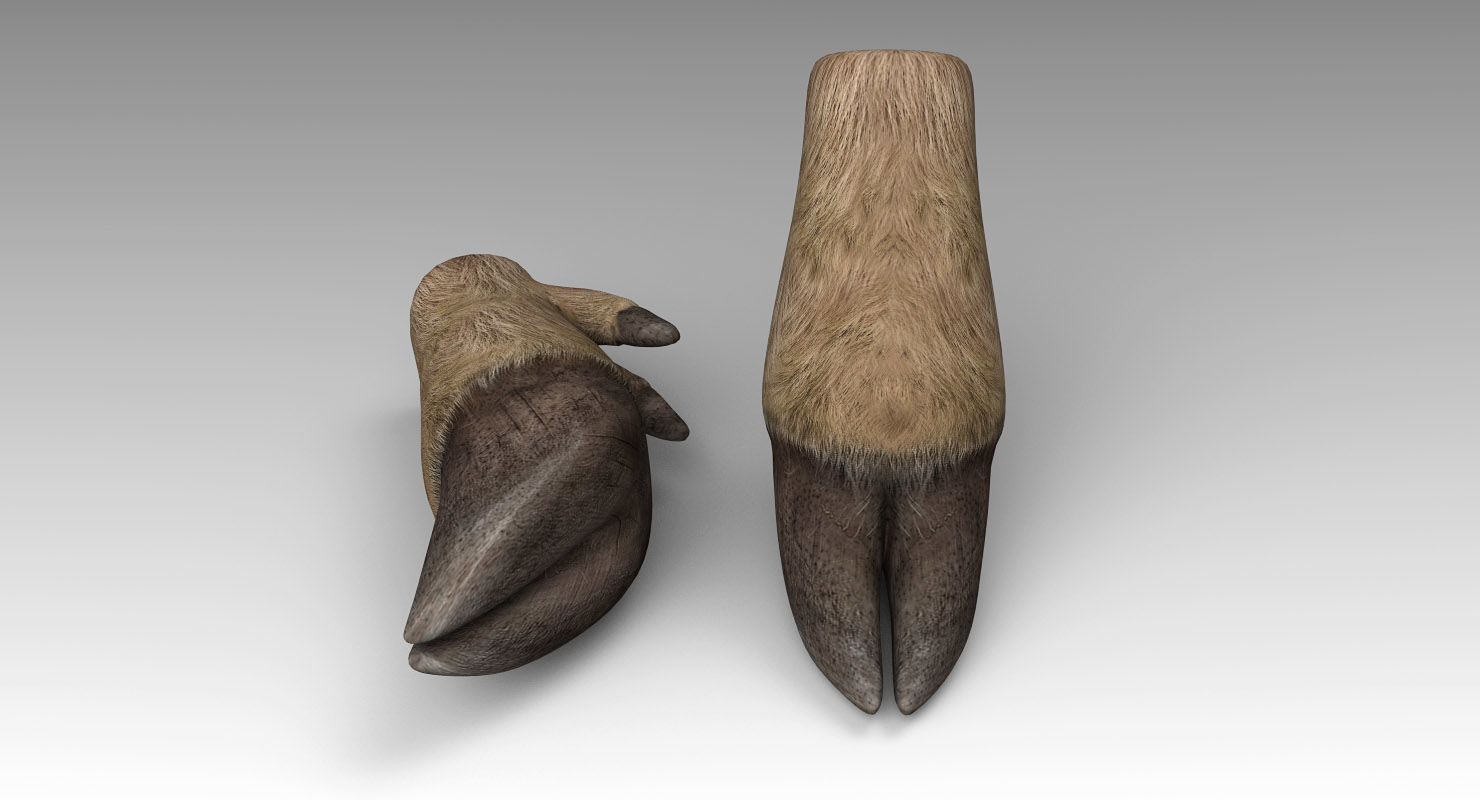 3D model moose hoof - TurboSquid 1430717