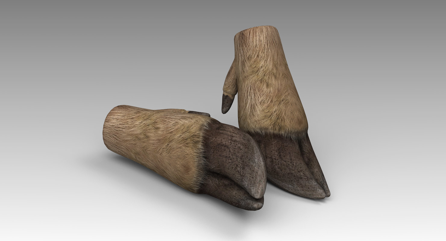 3D model moose hoof - TurboSquid 1430717
