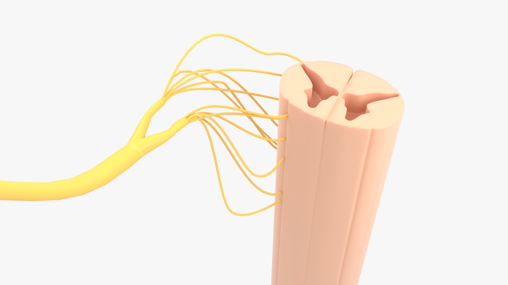 3D nerve anatomy model - TurboSquid 1430996