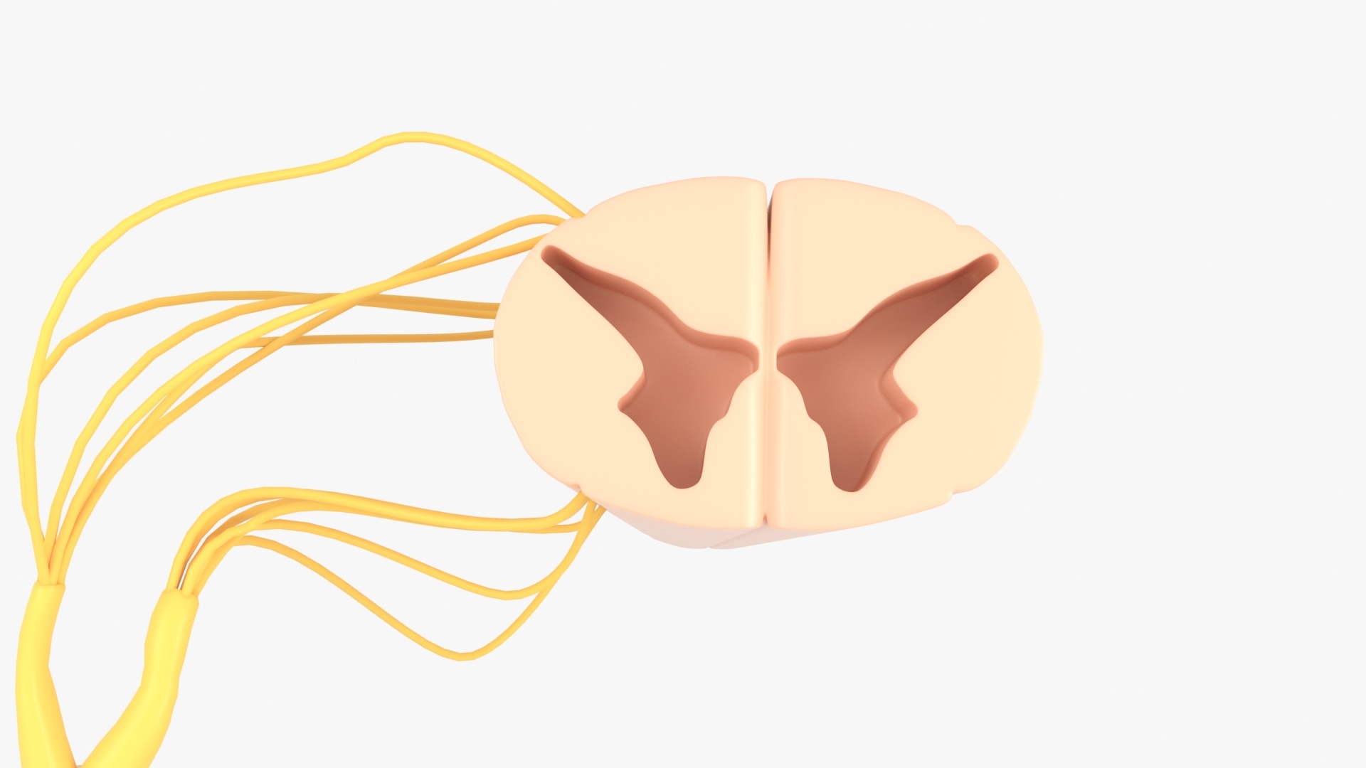 3D nerve anatomy model - TurboSquid 1430996