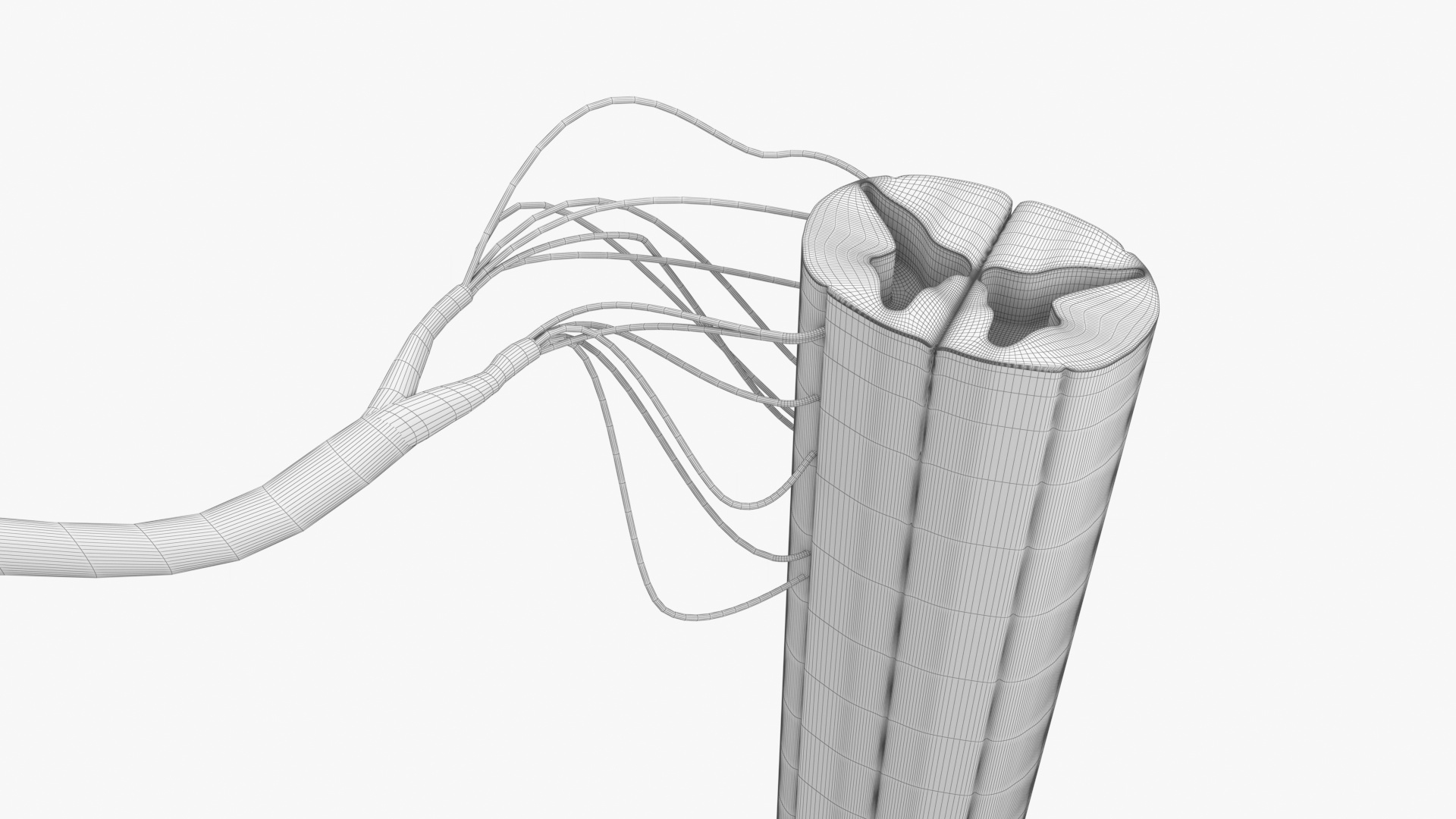3D nerve anatomy model - TurboSquid 1430996