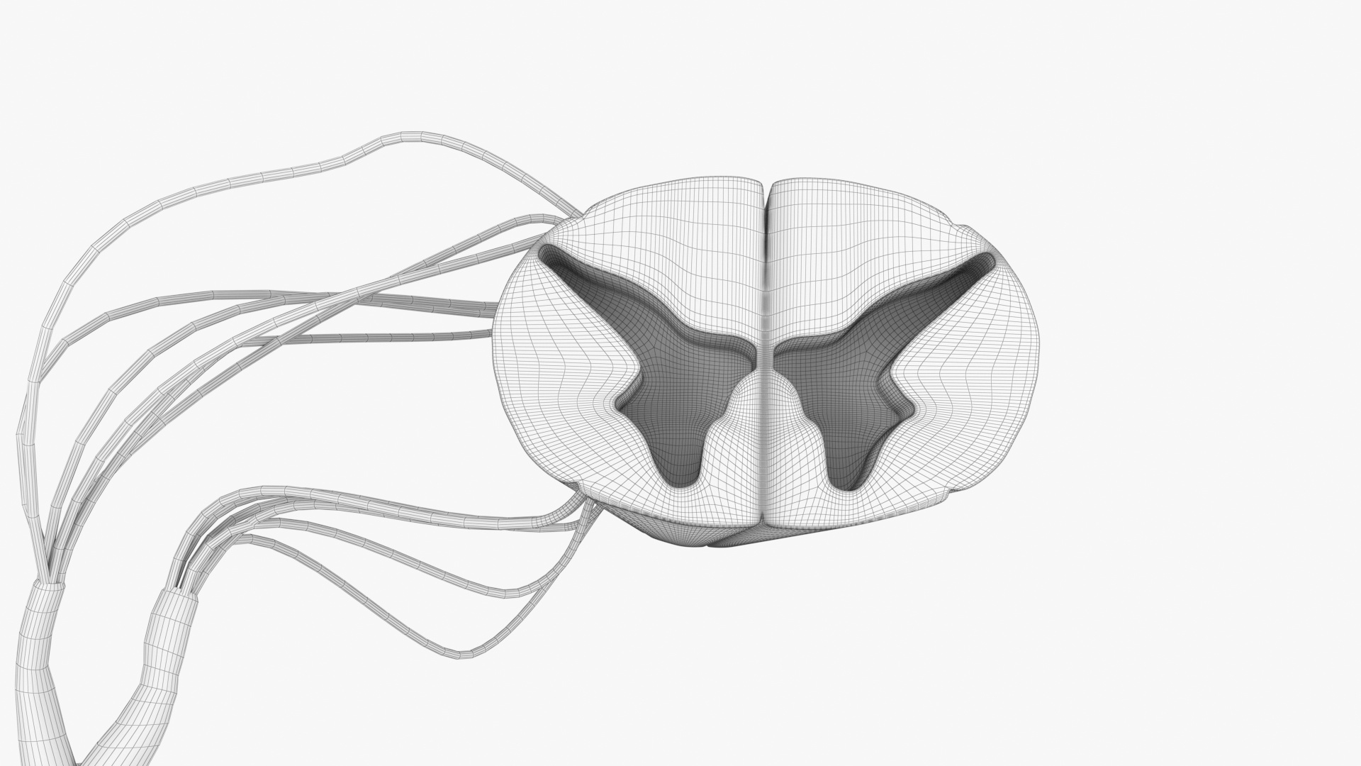 3D nerve anatomy model - TurboSquid 1430996