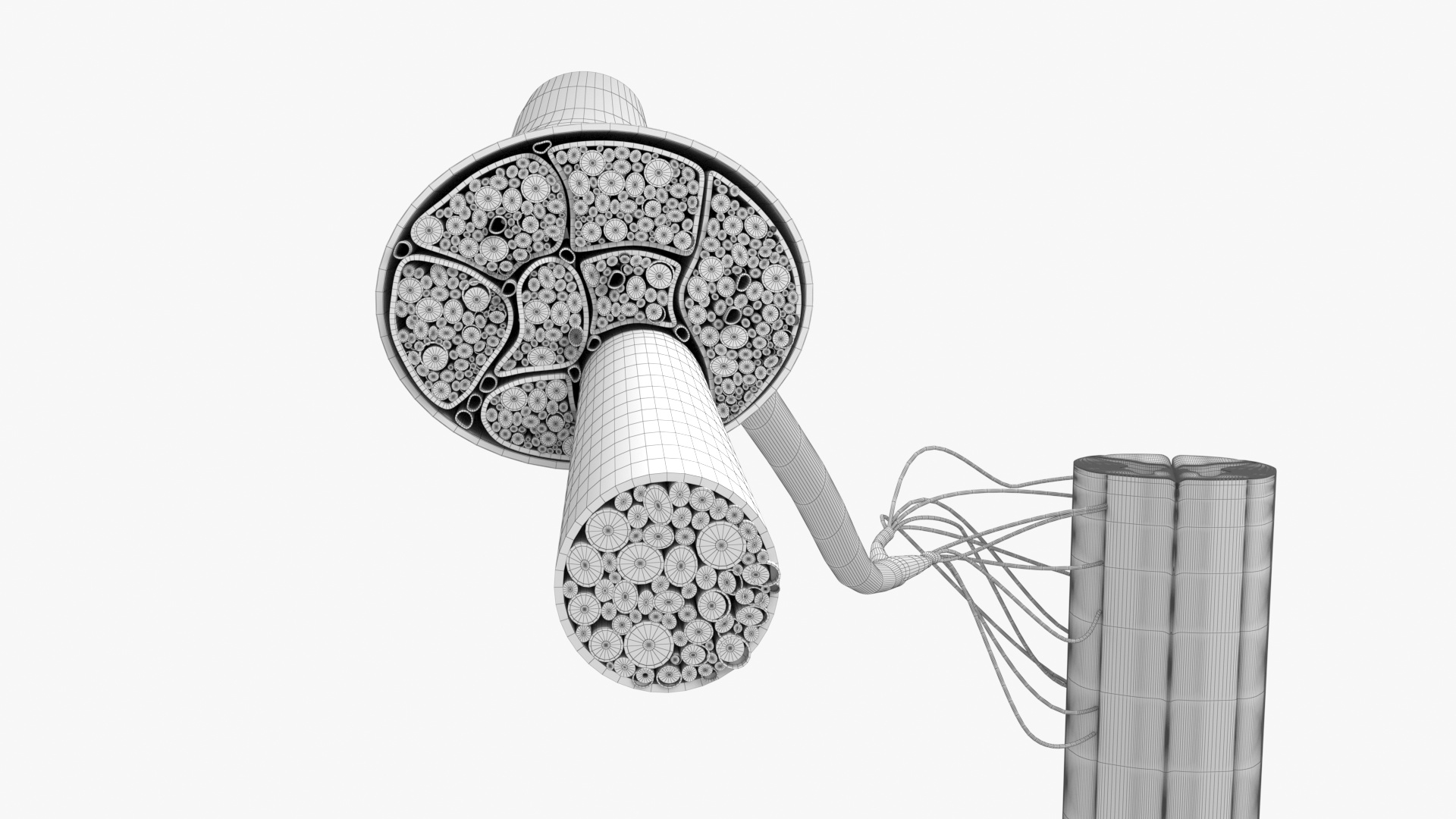 3D nerve anatomy model - TurboSquid 1430996