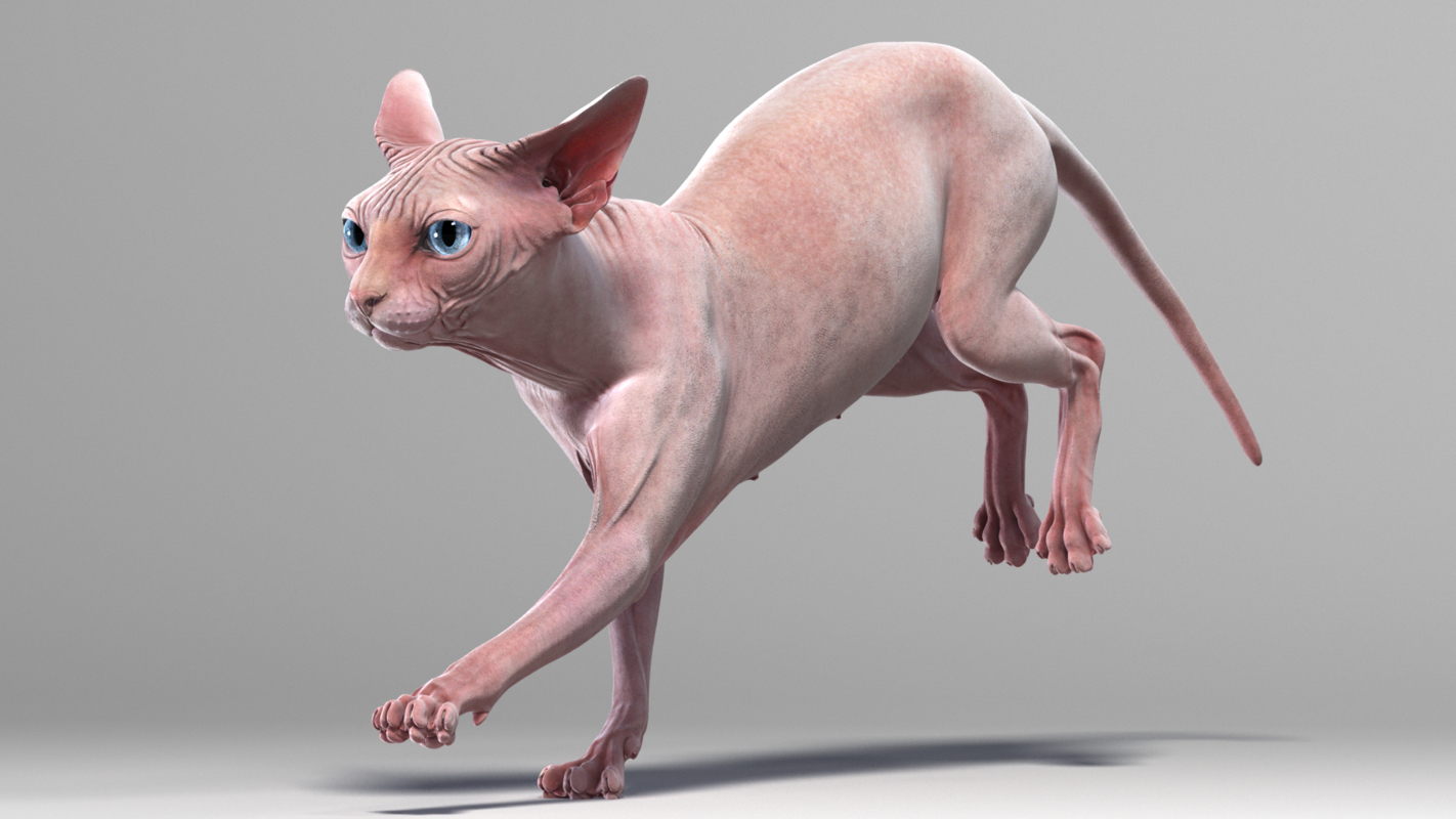 3D sphynx cat animations model - TurboSquid 1431037