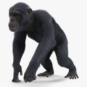 Chimpanzee 3D Models for Download | TurboSquid