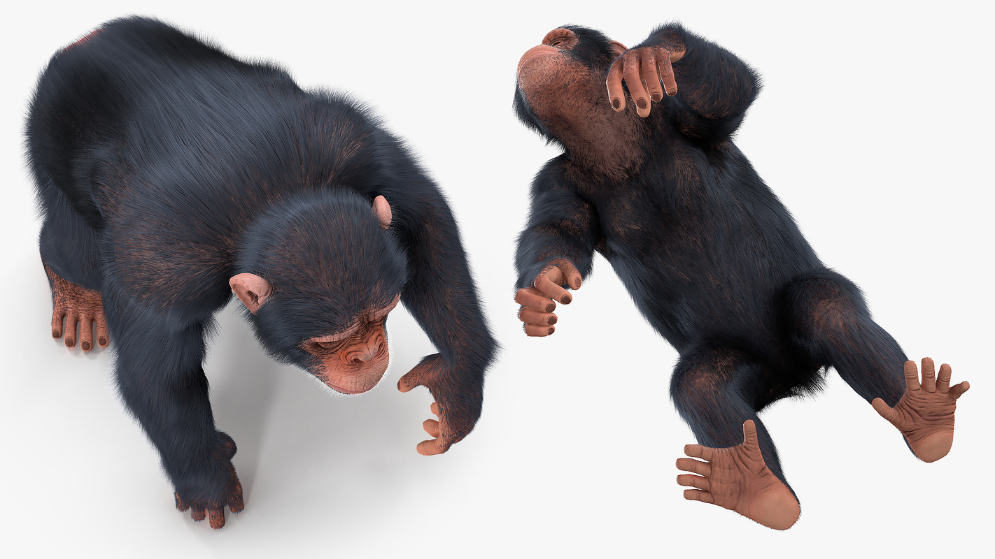 3D light chimpanzee walking pose - TurboSquid 1431262