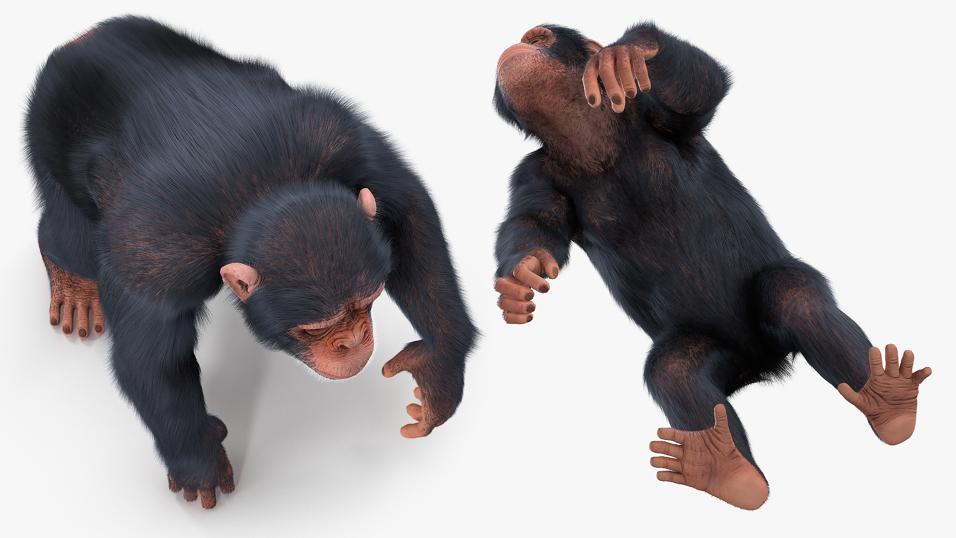 3D light chimpanzee walking pose - TurboSquid 1431262