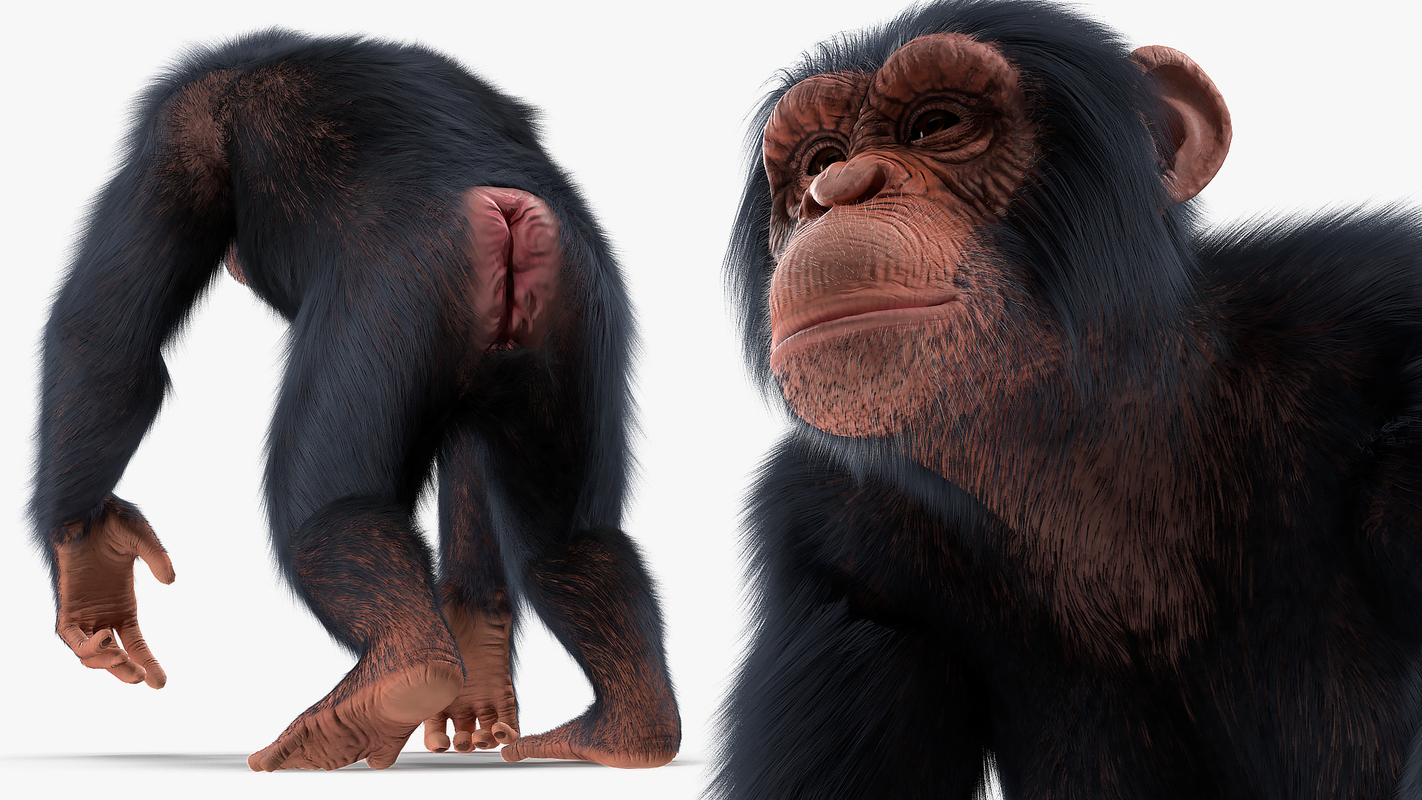 3D light chimpanzee walking pose - TurboSquid 1431262