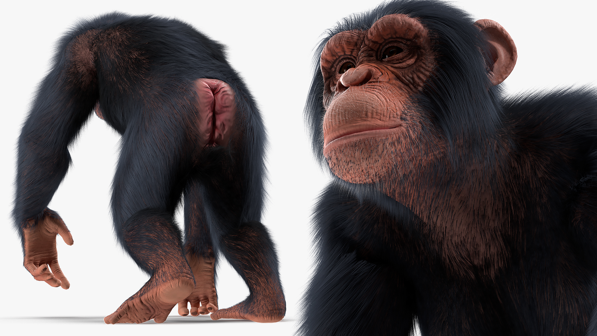 3D light chimpanzee walking pose - TurboSquid 1431262