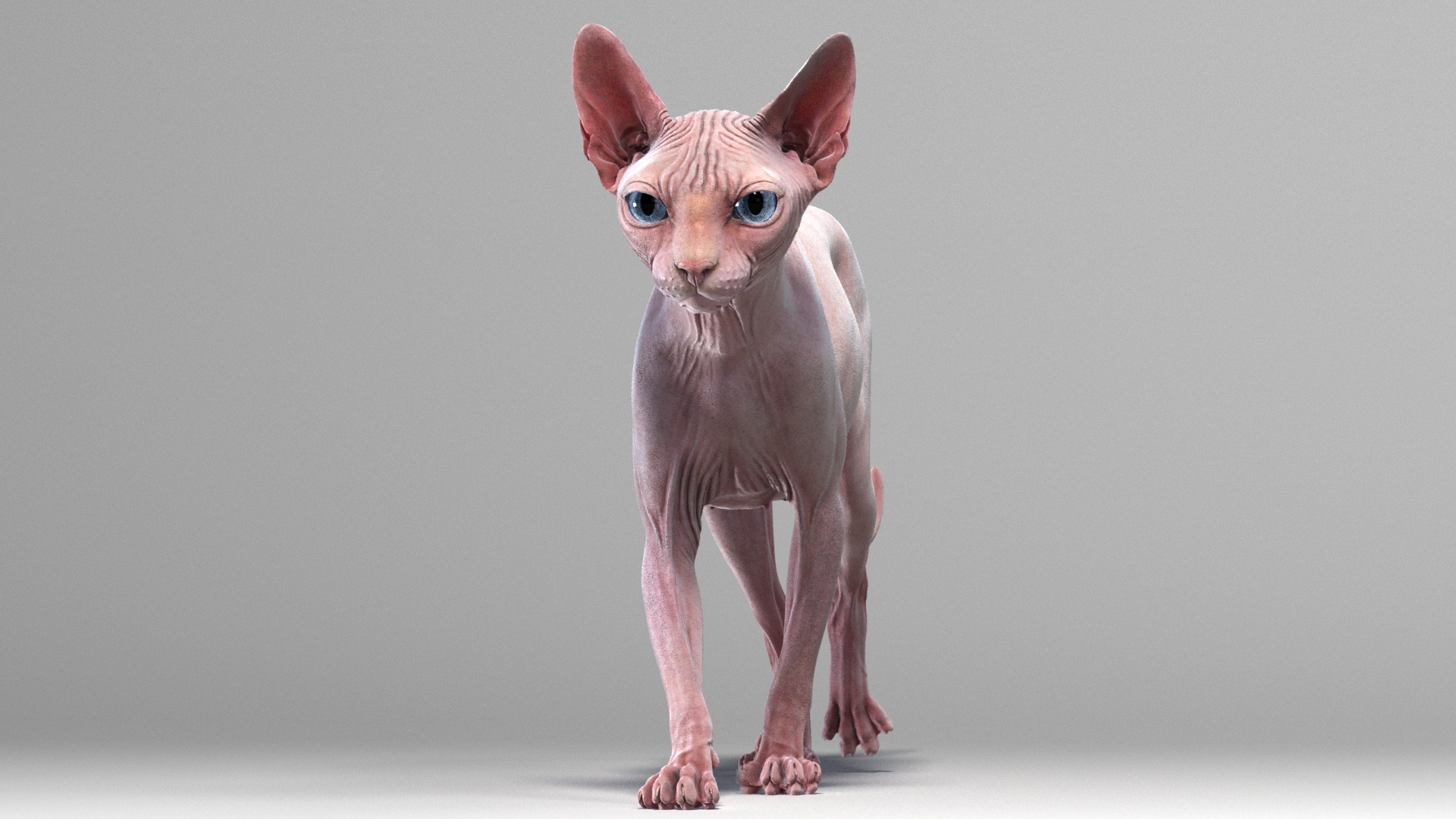 3D sphynx cat animations model - TurboSquid 1431037
