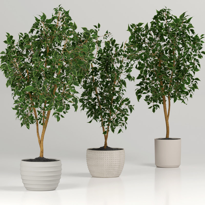 観葉植物3Dモデル - TurboSquid 1431277