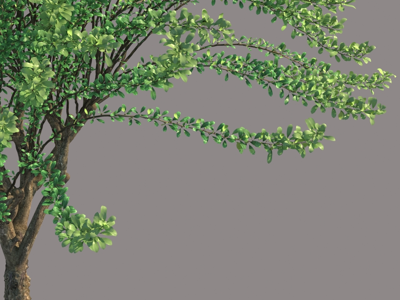 3D calabash tree model - TurboSquid 1431373