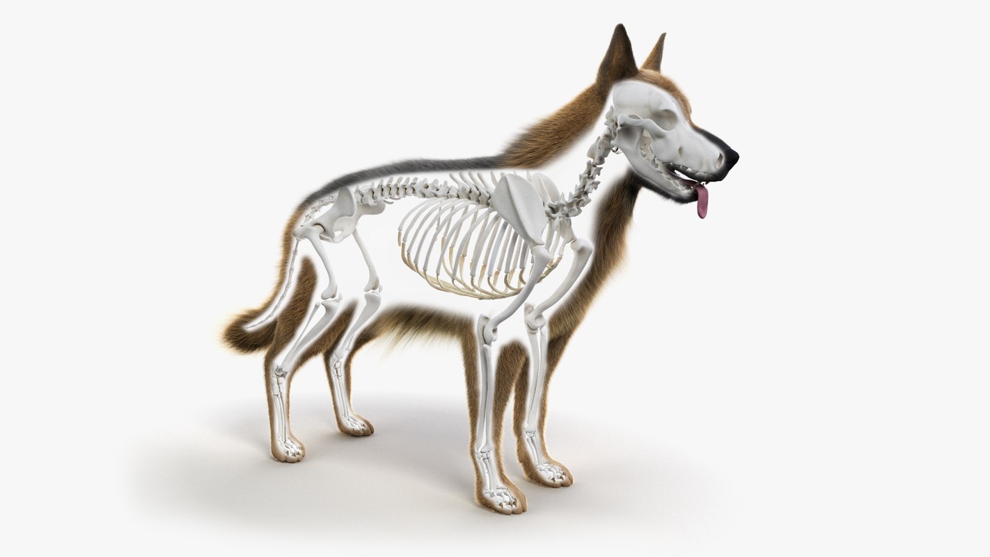 German shepherd skin skeleton 3D - TurboSquid 1431559