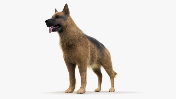 3D skin german shepherd skeleton - TurboSquid 1431746