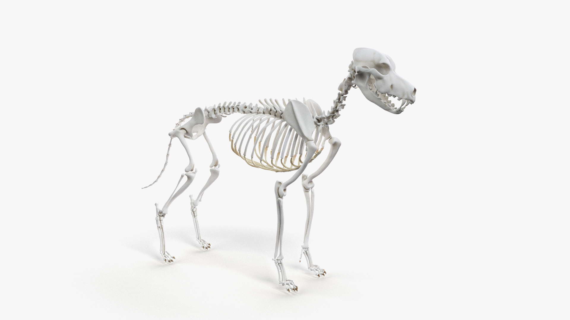 3D skin german shepherd skeleton - TurboSquid 1431746