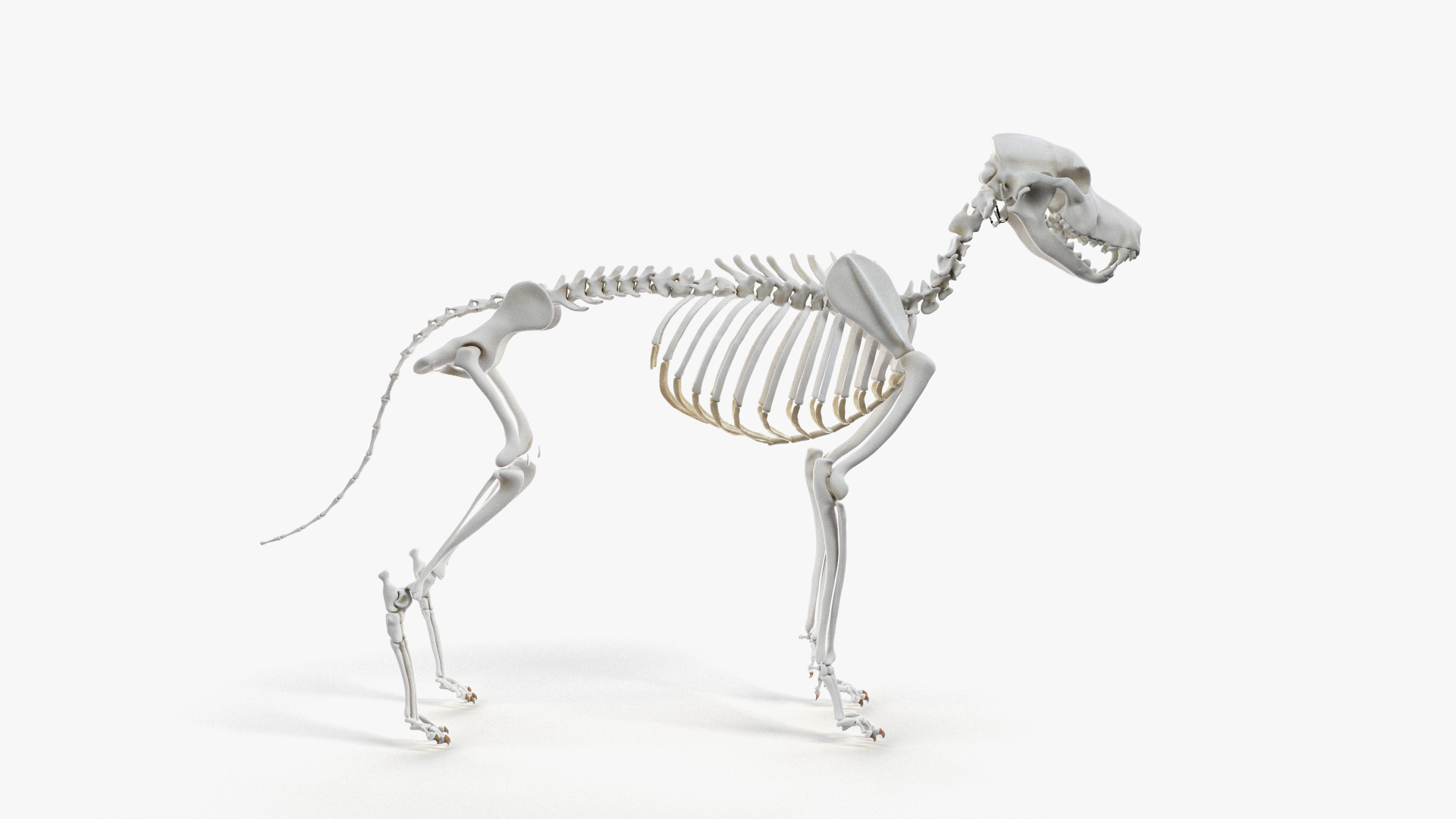 3D skin german shepherd skeleton - TurboSquid 1431746