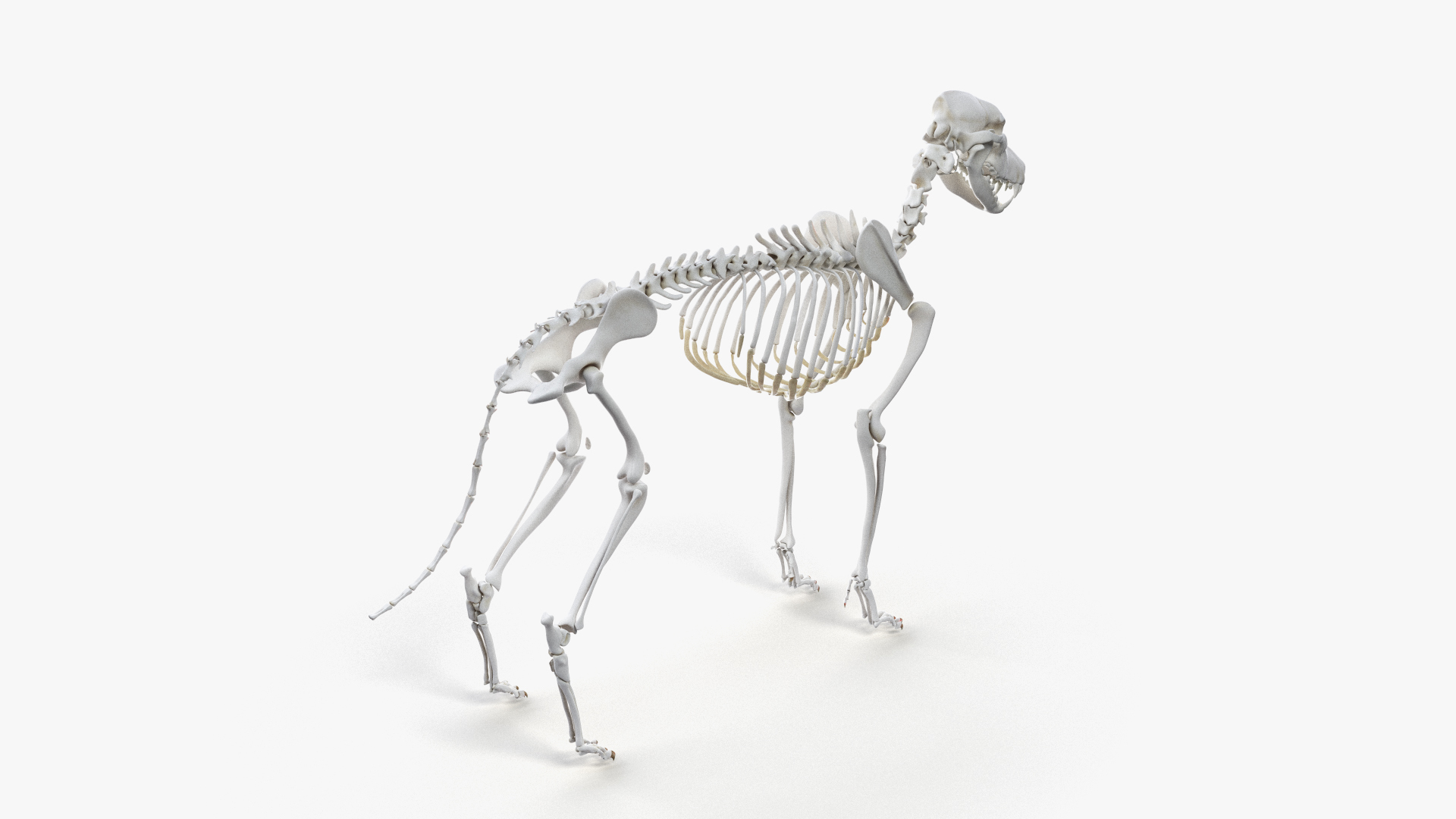 3D skin german shepherd skeleton - TurboSquid 1431746