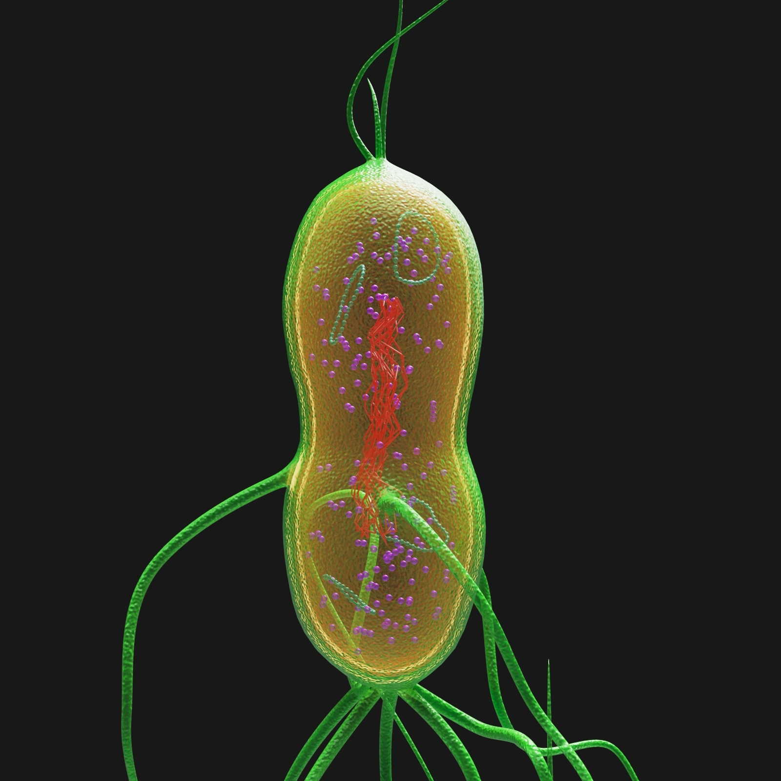 bacteria 3d model