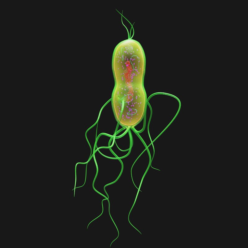 bacteria 3d model