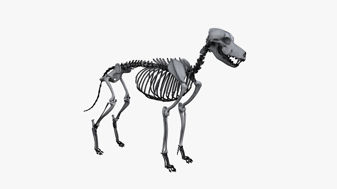 3D skin german shepherd skeleton - TurboSquid 1431746