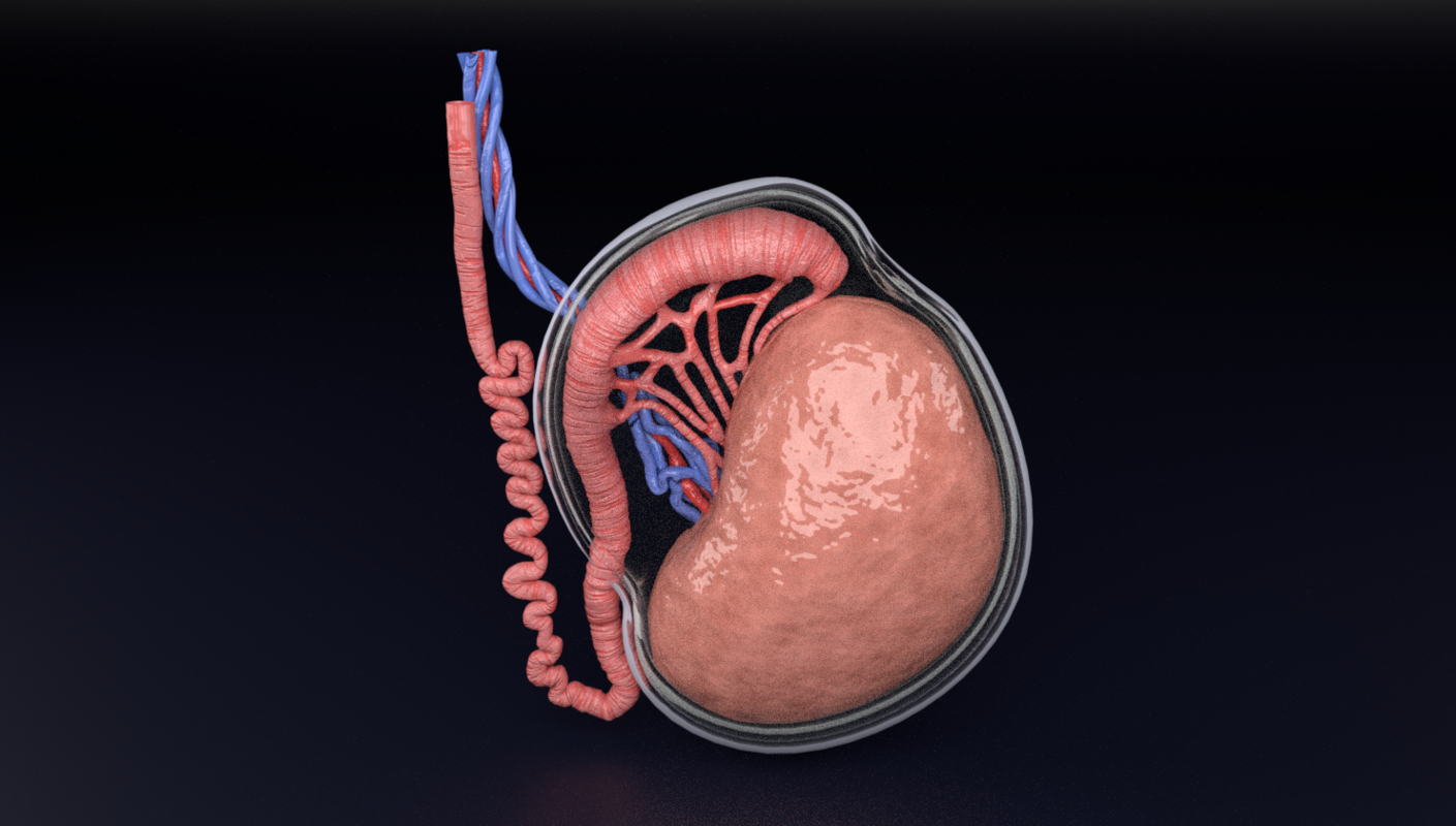3D testis histologically model - TurboSquid 1431804
