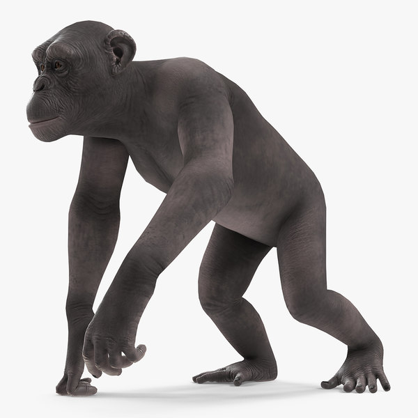 Chimpanzee 3D Models for Download | TurboSquid