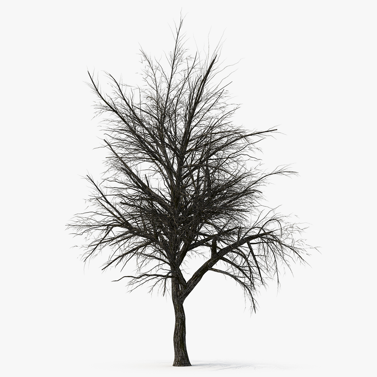 Winter pear tree model - TurboSquid 1432261