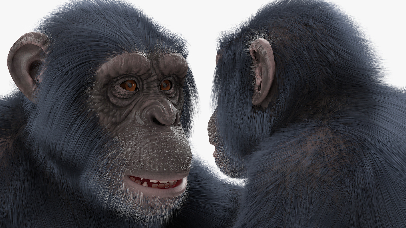 3D dark chimpanzee animal fur - TurboSquid 1432233