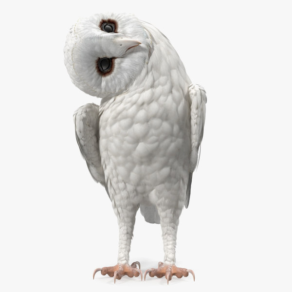 Owl 3D Models for Download | TurboSquid