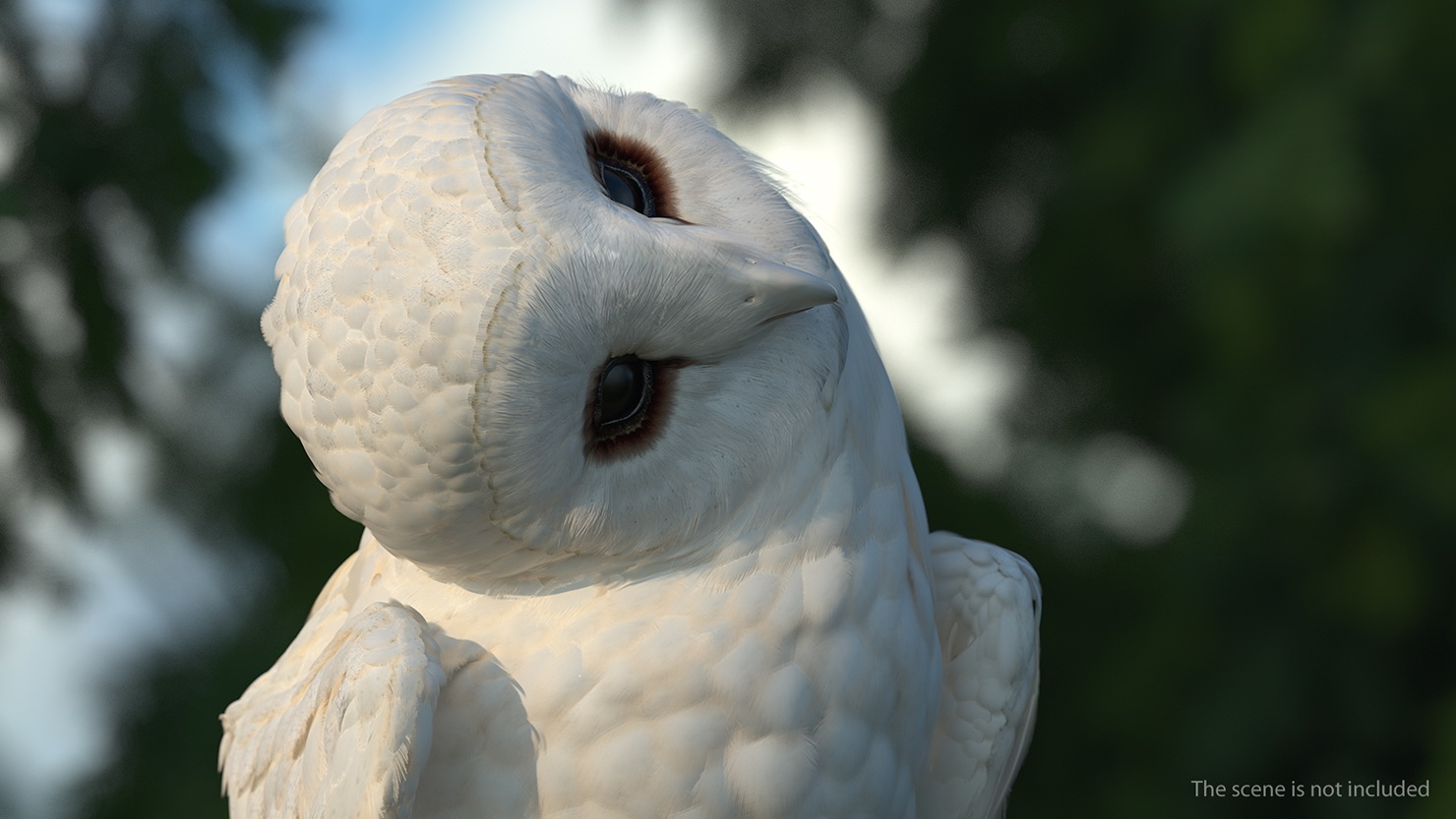 3D white barn owl - TurboSquid 1432257