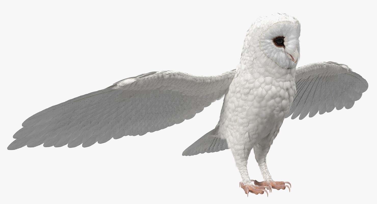 3D model white common barn owl - TurboSquid 1432260
