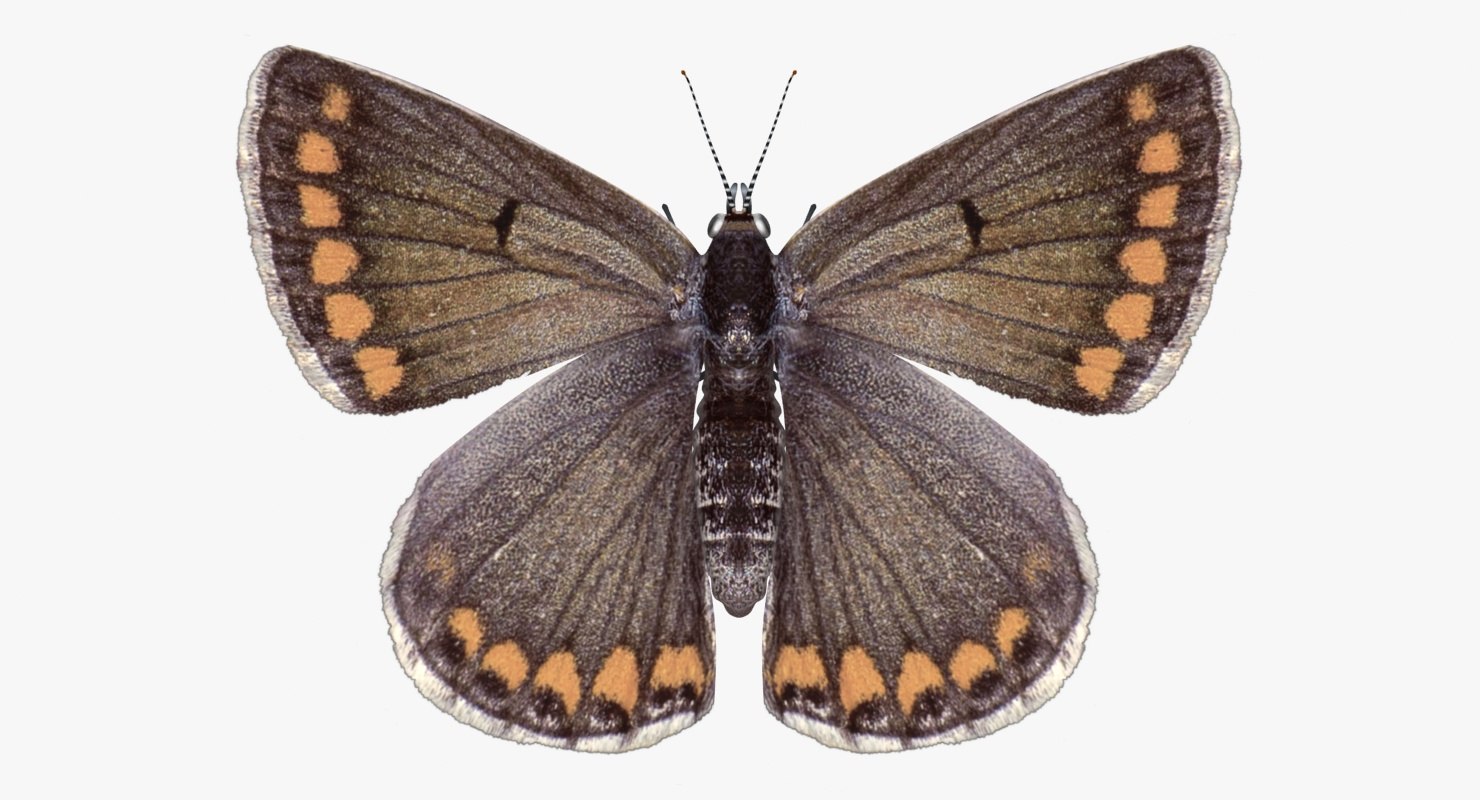 Realistic northern brown argus 3D - TurboSquid 1432002