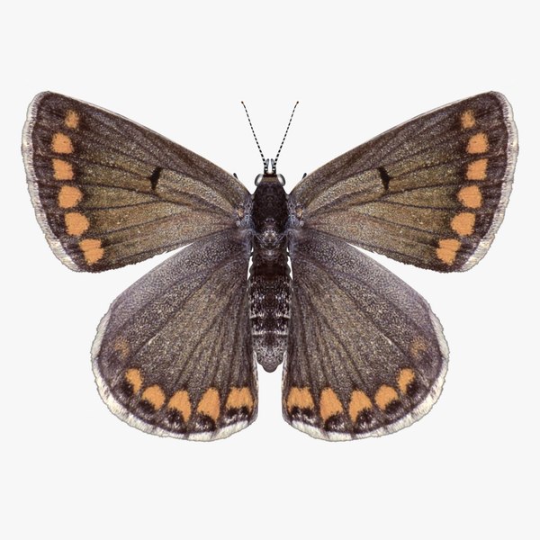 Realistic northern brown argus 3D - TurboSquid 1432002