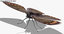 Realistic northern brown argus 3D - TurboSquid 1432002