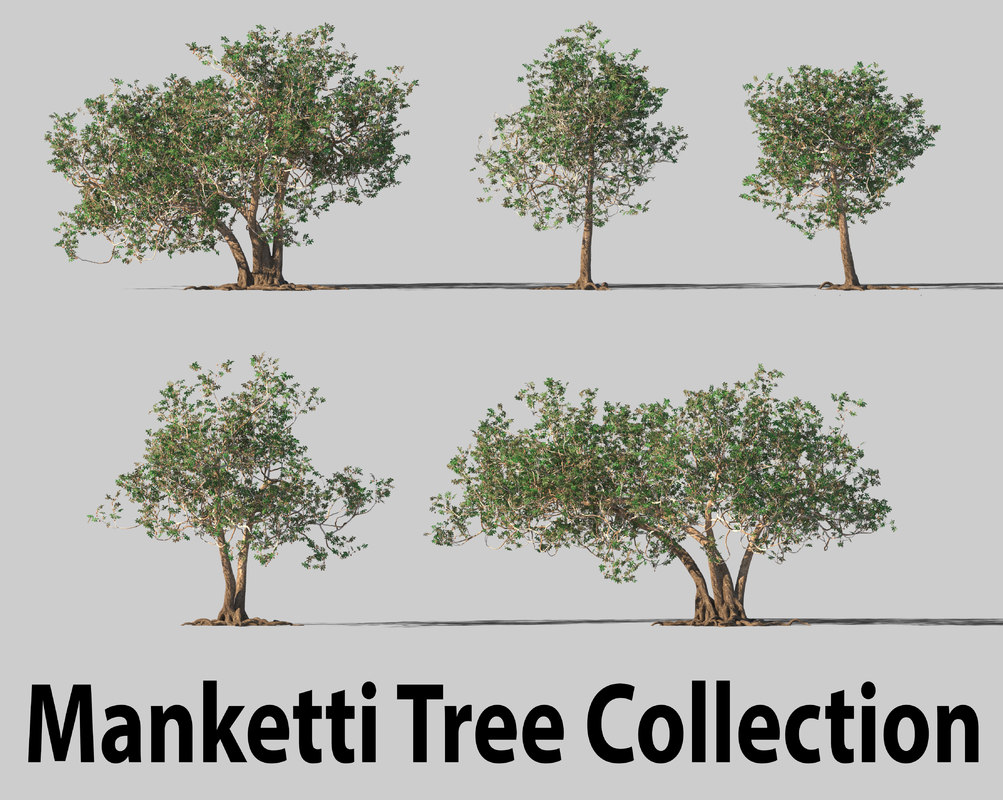 Manketti trees 3D model - TurboSquid 1432021