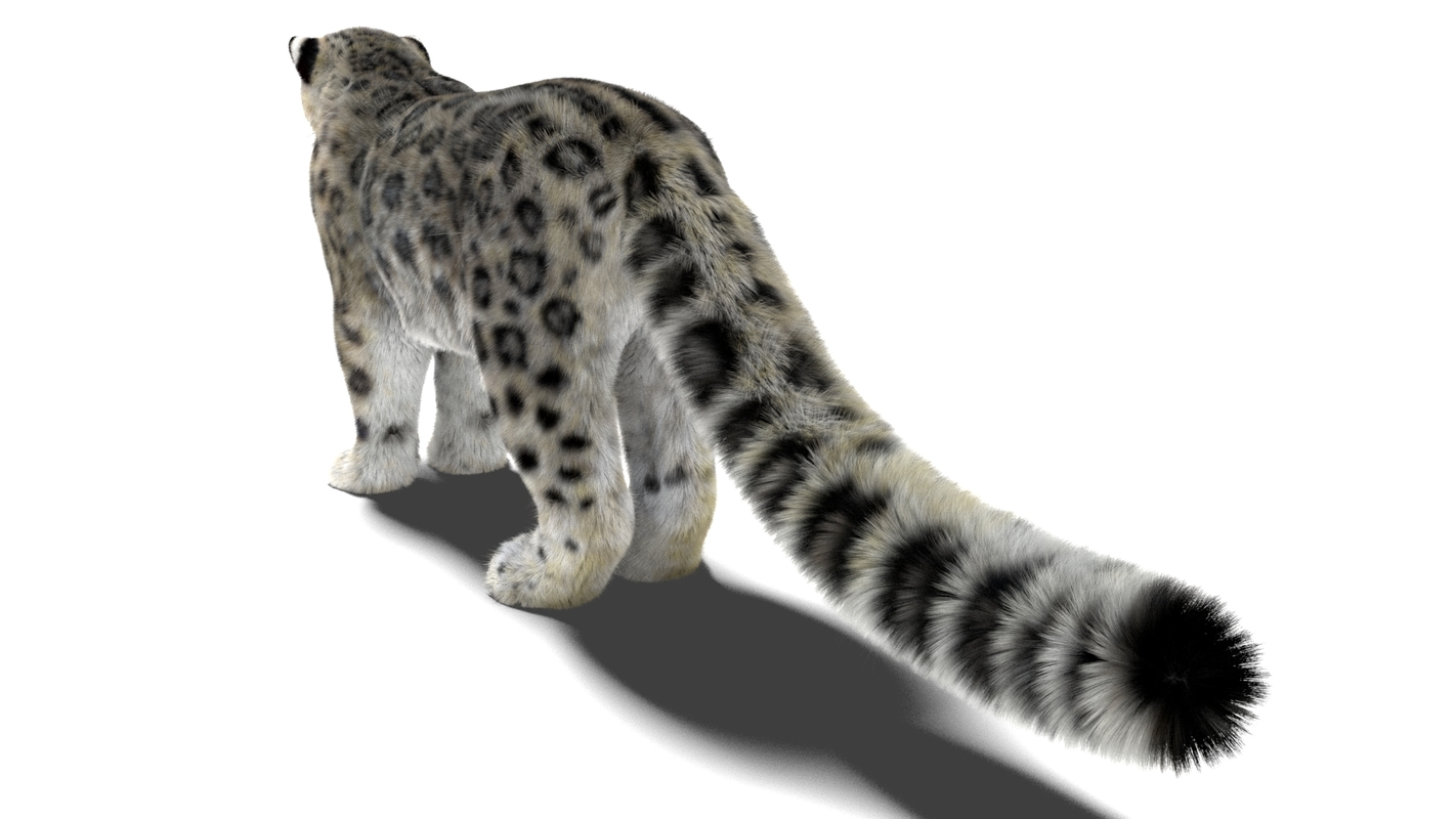 3D model snow leopard furry animal hair - TurboSquid 1432385
