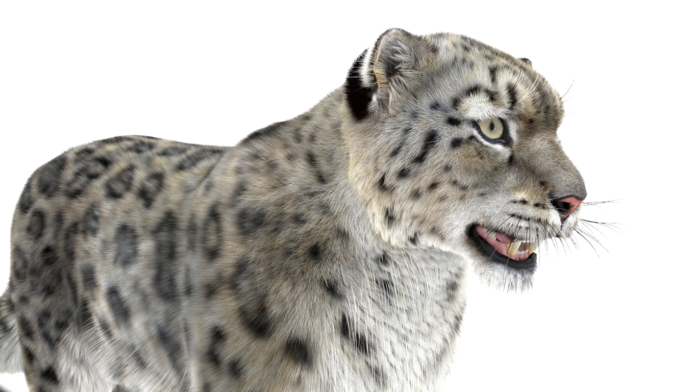 3D model snow leopard furry animal hair - TurboSquid 1432385
