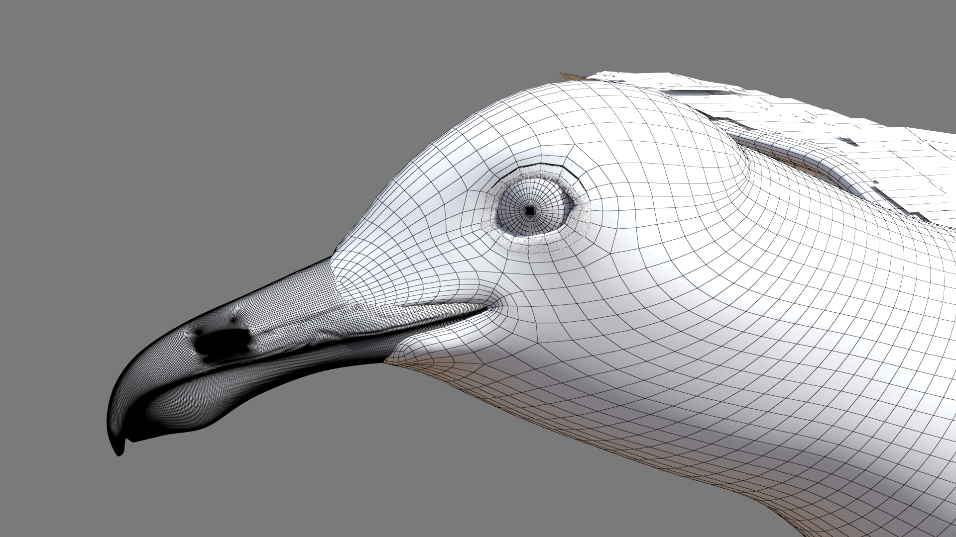 Gull seagull sea 3D model - TurboSquid 1431631