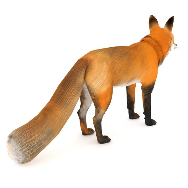 3D red fox - TurboSquid 1415174
