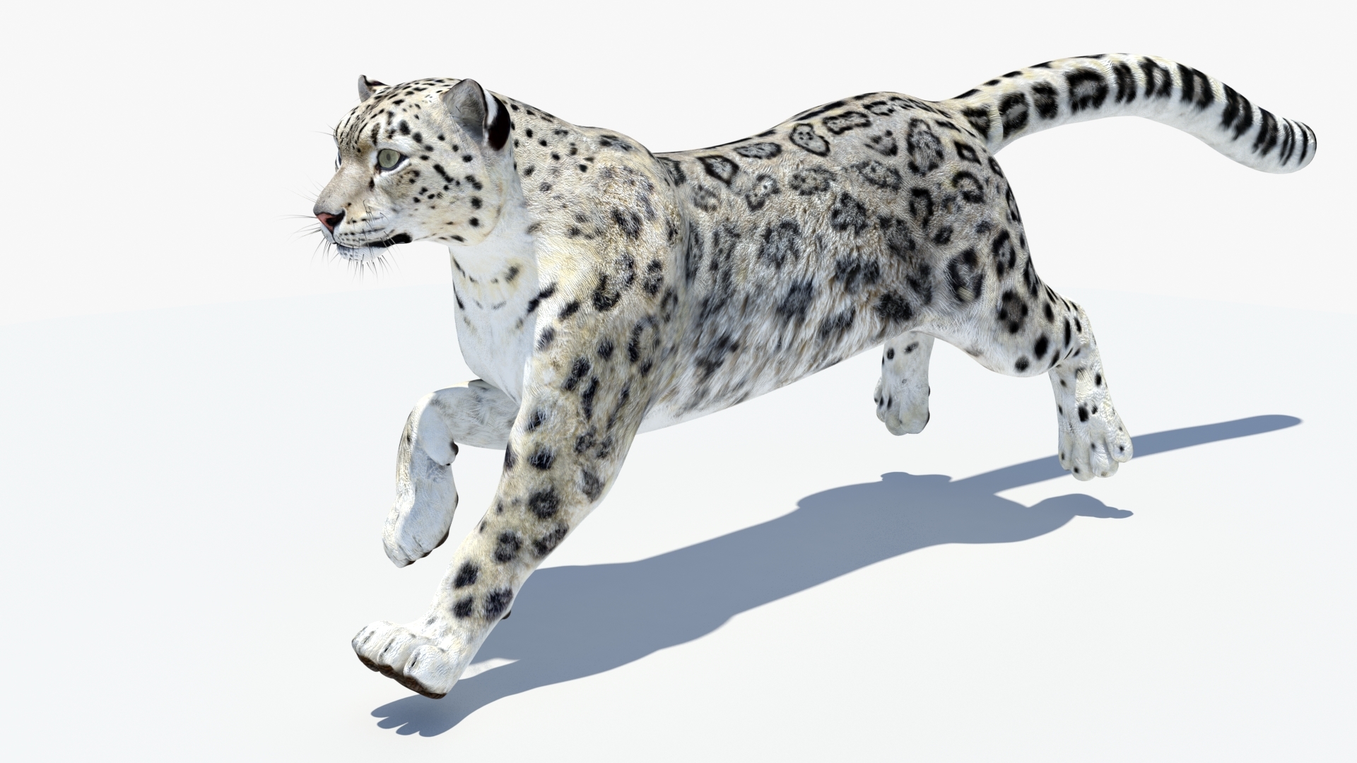Snow leopard 2 fur 3D model - TurboSquid 1370302