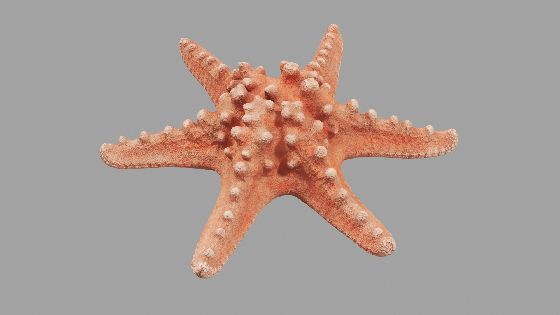 3D model starfish 01 - TurboSquid 1432842