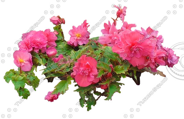 Texture TIFF flowers blossom herb