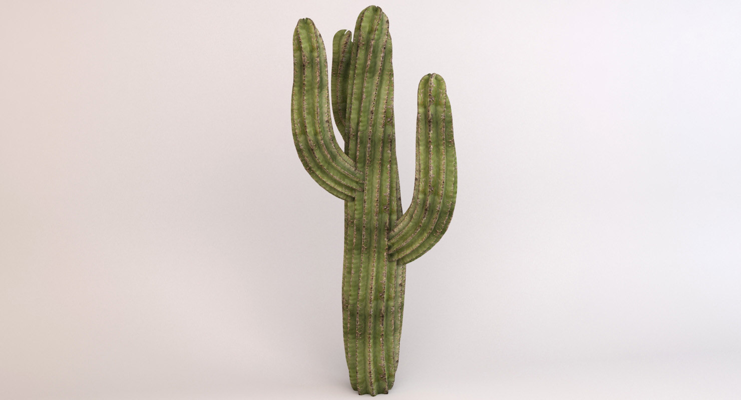 Cactus model - TurboSquid 1432948