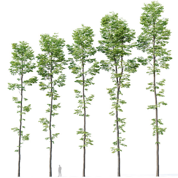 realistic linden lime tree 3d model