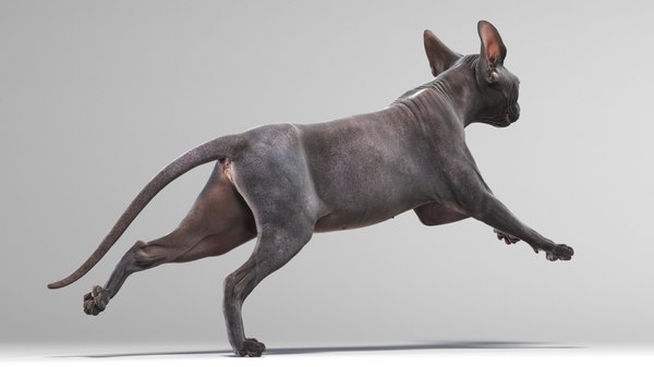 Sphynx cat animations 4 3D model - TurboSquid 1433863